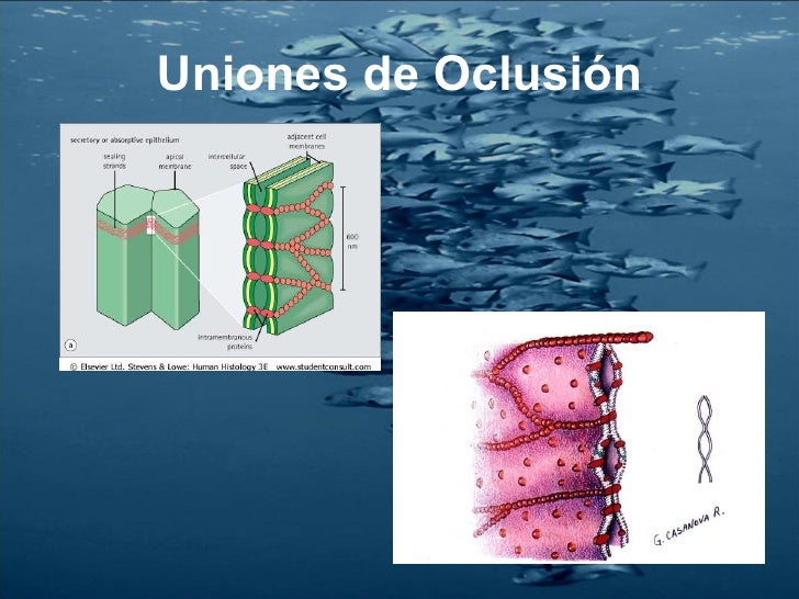 Uniones Intercelulares