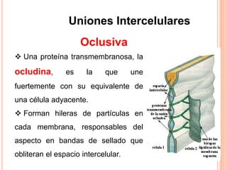 Uniones intercelulares | PPTX