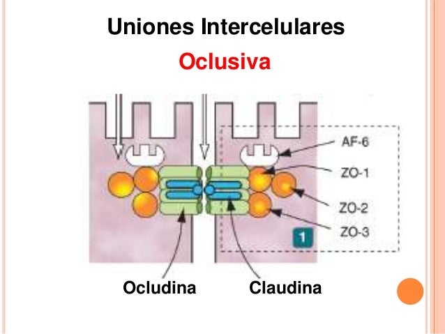 Uniones intercelulares
