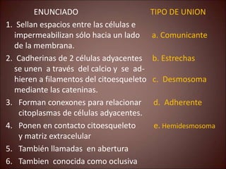 uniones intercelulares y matriz extracelular.ppt