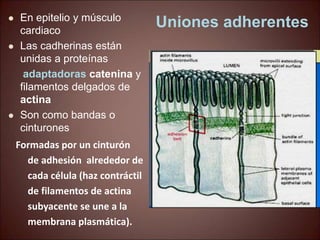uniones intercelulares y matriz extracelular.ppt