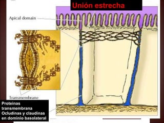 uniones intercelulares y matriz extracelular.ppt