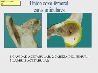 Uniones del miembro pelviano | PPT