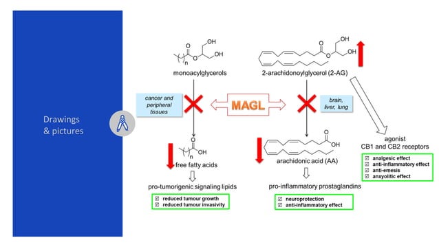 Monoacylglycerol lipase (MAGL) inhibitors | PDF