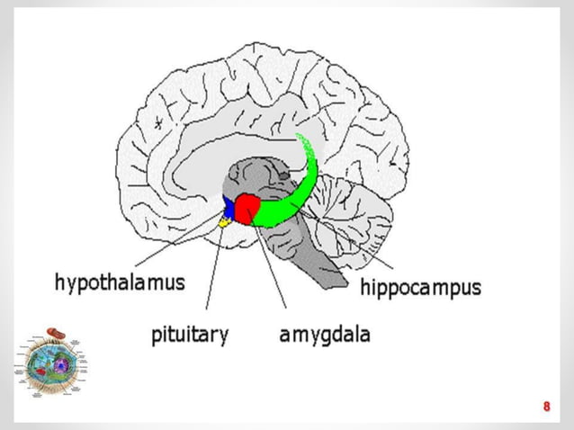 Mentor-ADEPIS: Social Emotional Learning (UNIQUE Behaviour Consultancy ...