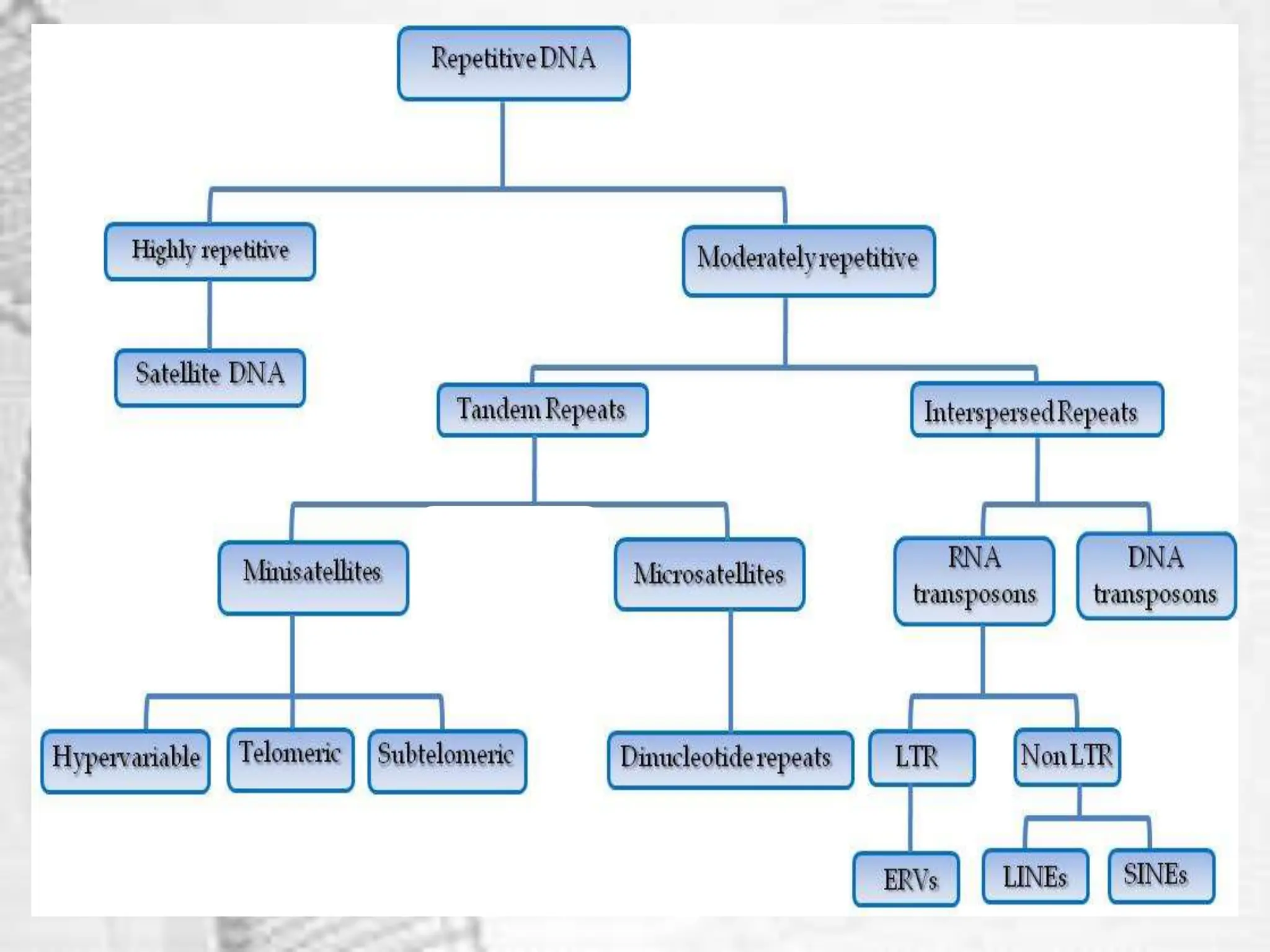 UNIQUE AND REPETITIVE DNA.a derailed presentation | PPTX