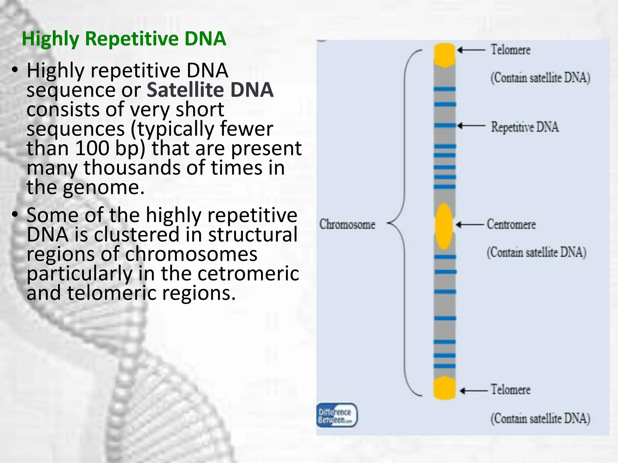 UNIQUE AND REPETITIVE DNA.a derailed presentation | PPTX