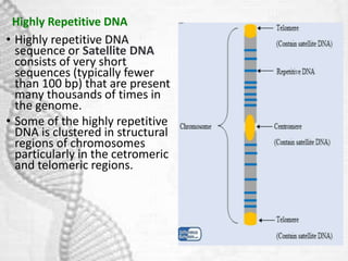 UNIQUE AND REPETITIVE DNA.a derailed presentation | PPTX