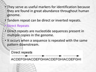UNIQUE AND REPETITIVE DNA.a derailed presentation | PPTX