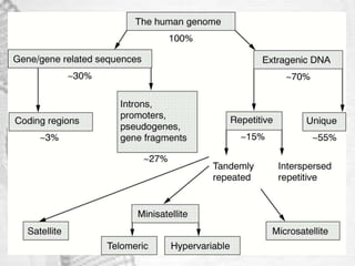 UNIQUE AND REPETITIVE DNA.a derailed presentation | PPTX