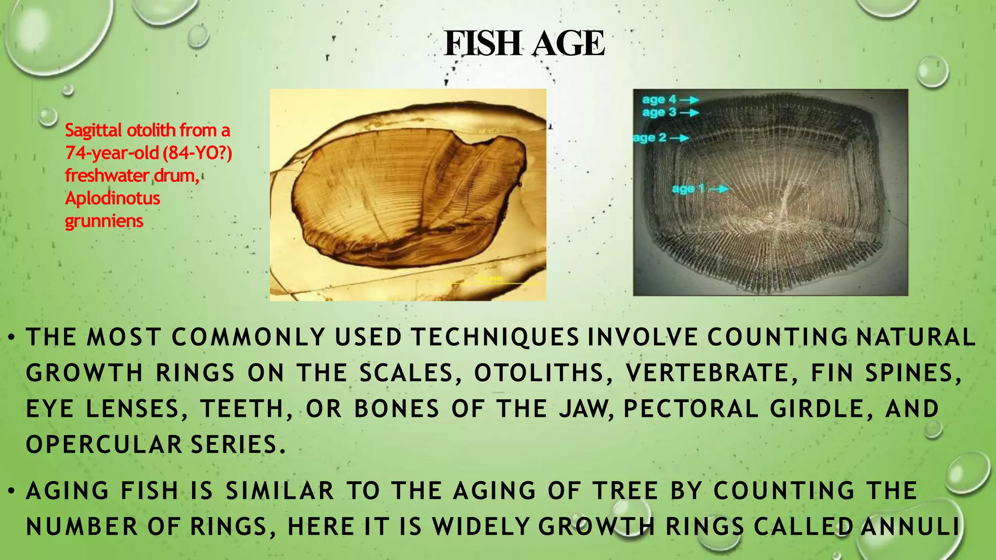 unique facts about fish.pptx