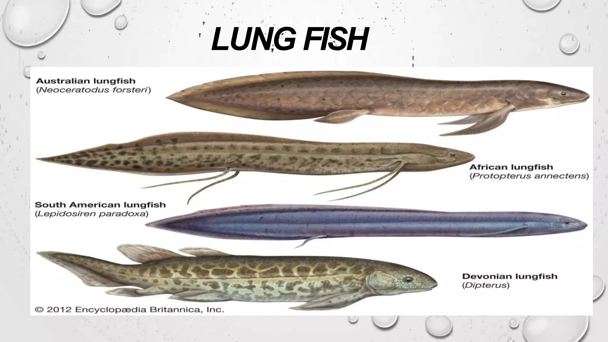 unique facts about fish.pptx