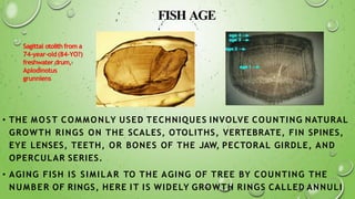 unique facts about fish.pptx