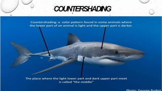 unique facts about fish.pptx