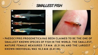 unique facts about fish.pptx