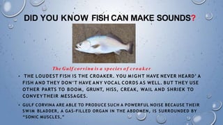 unique facts about fish.pptx