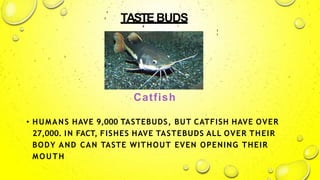 unique facts about fish.pptx