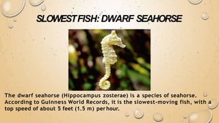 Slowest Fish In The World