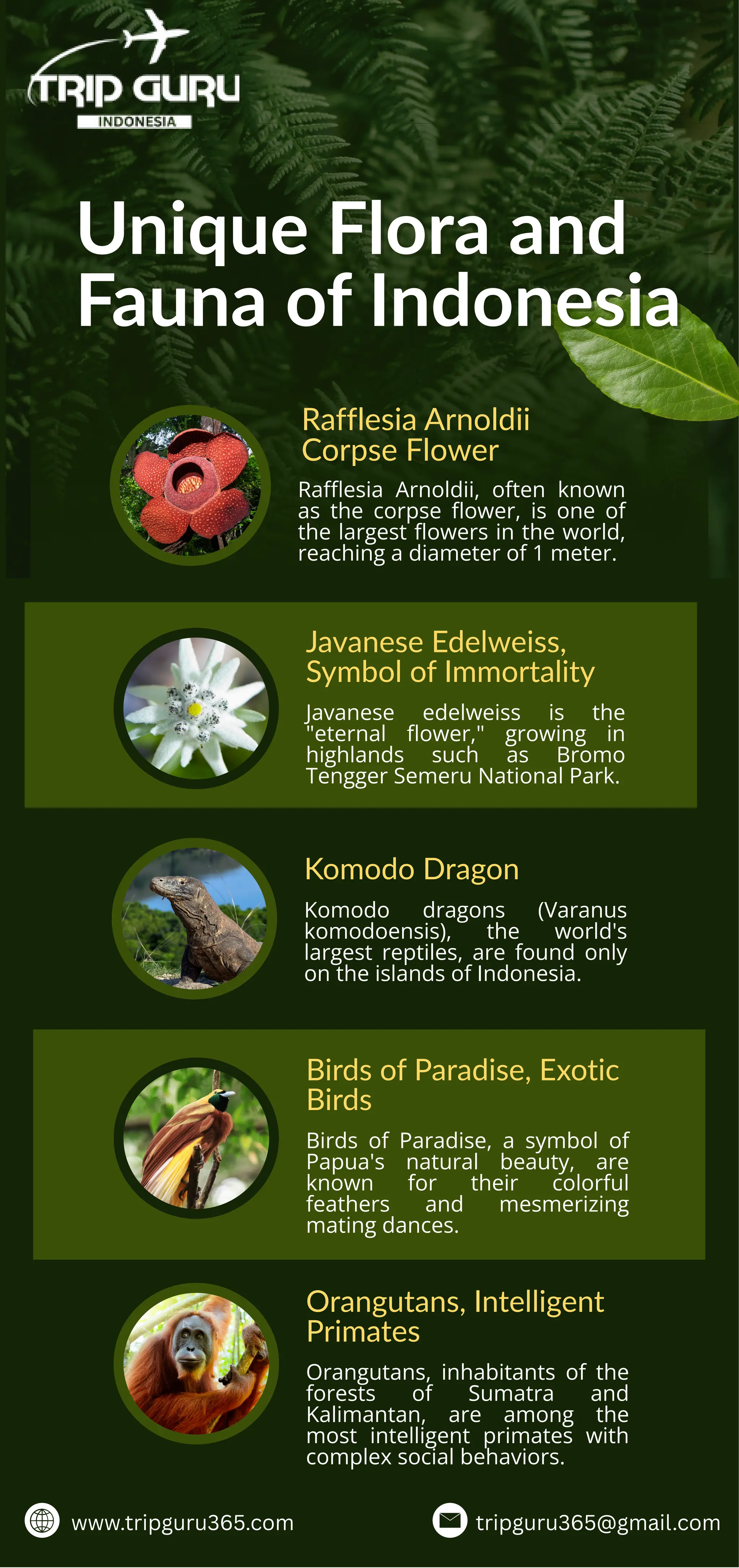Biodiversity Beyond Borders: The Unique Flora and Fauna of Indonesia | PDF