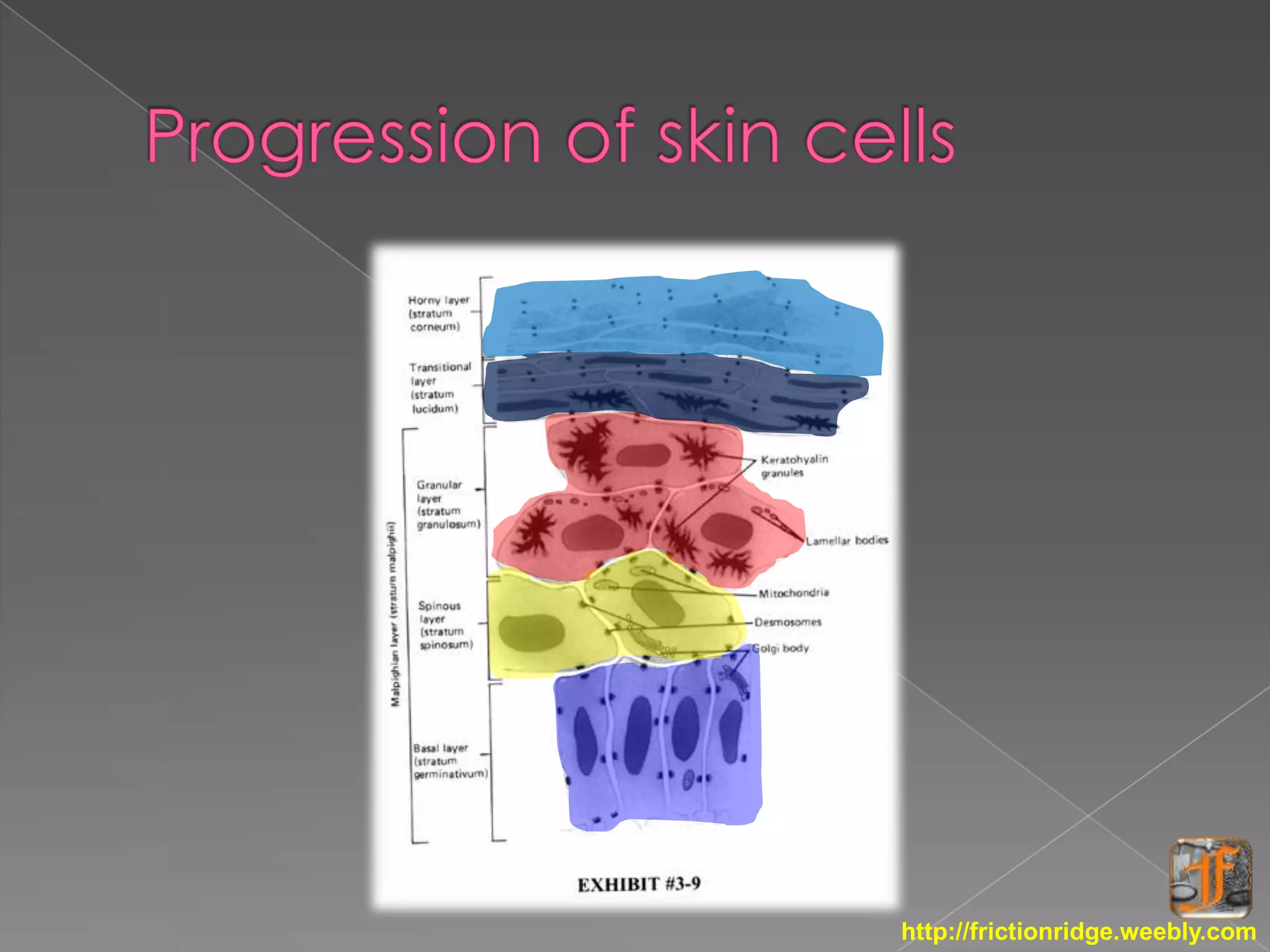 Uniqueness and permanence of friction ridge | PPSX | Skin and ...