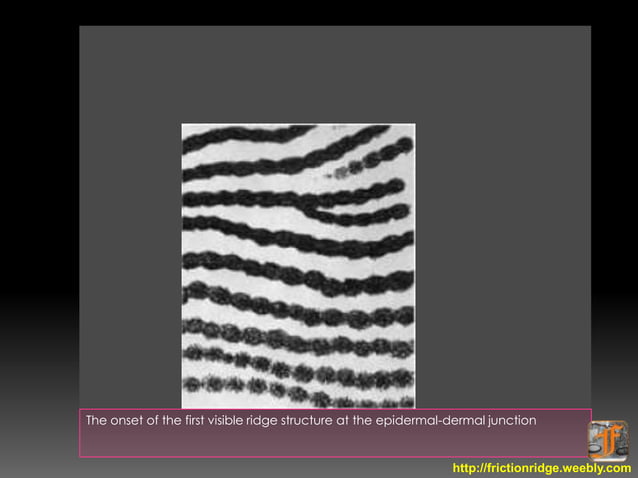 Uniqueness and permanence of friction ridge | PPSX | Skin and ...