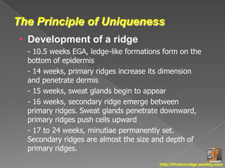 Uniqueness and permanence of friction ridge | PPSX
