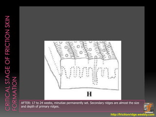 Uniqueness and permanence of friction ridge | PPSX