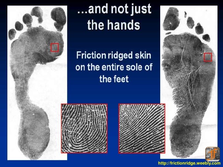 Uniqueness and permanence of friction ridge