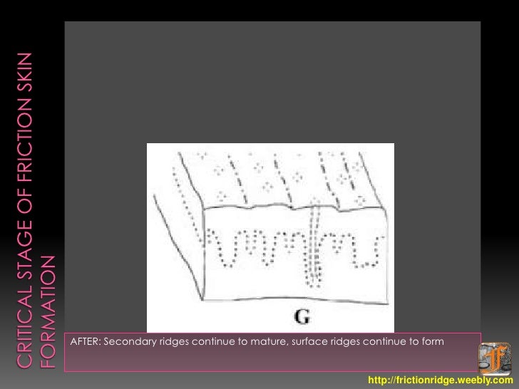 Uniqueness and permanence of friction ridge