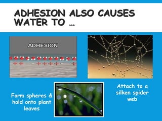 unique properties of water.pptx