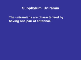 Subphylum Uniramia Notes | PPT