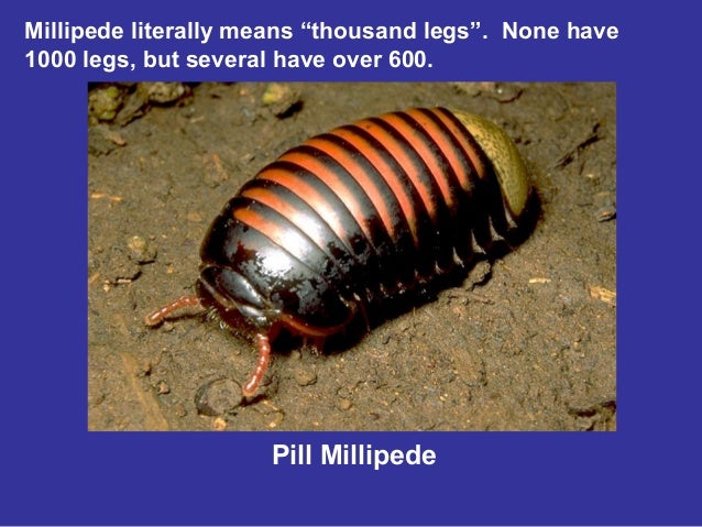 Subphylum Uniramia Notes