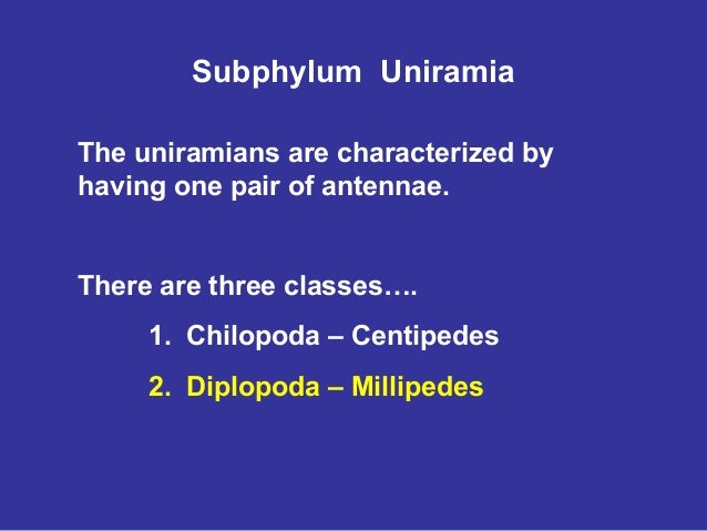 Subphylum Uniramia Notes