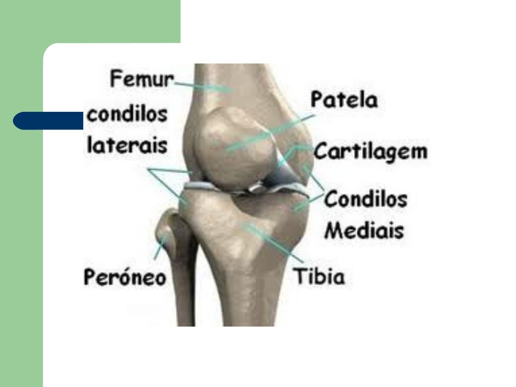 O Joelho É A Maior Articulação Do Corpo Humano – AWBR