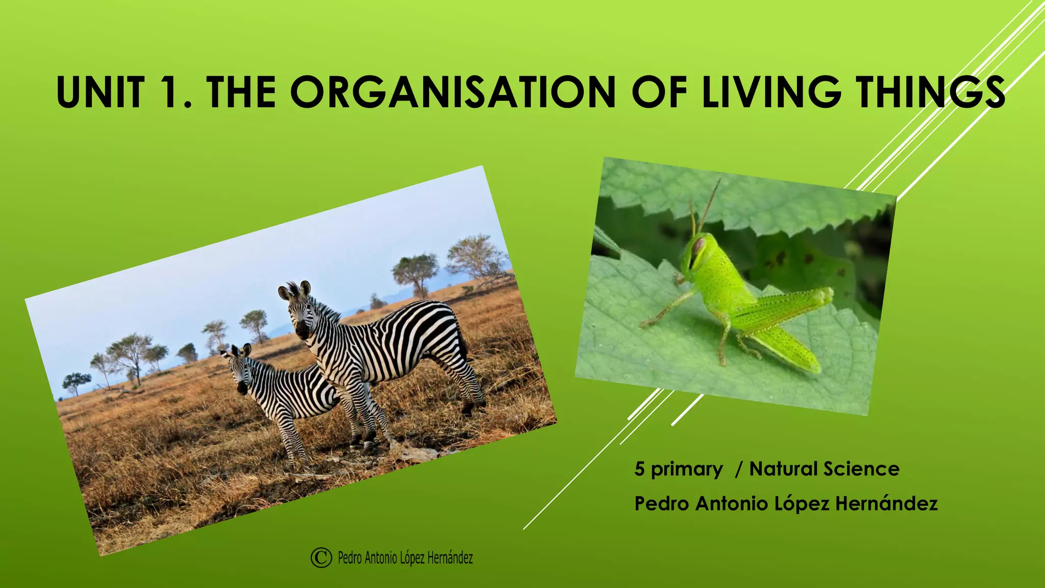 Unit 1.-the-organisation-of-living-things | PPT