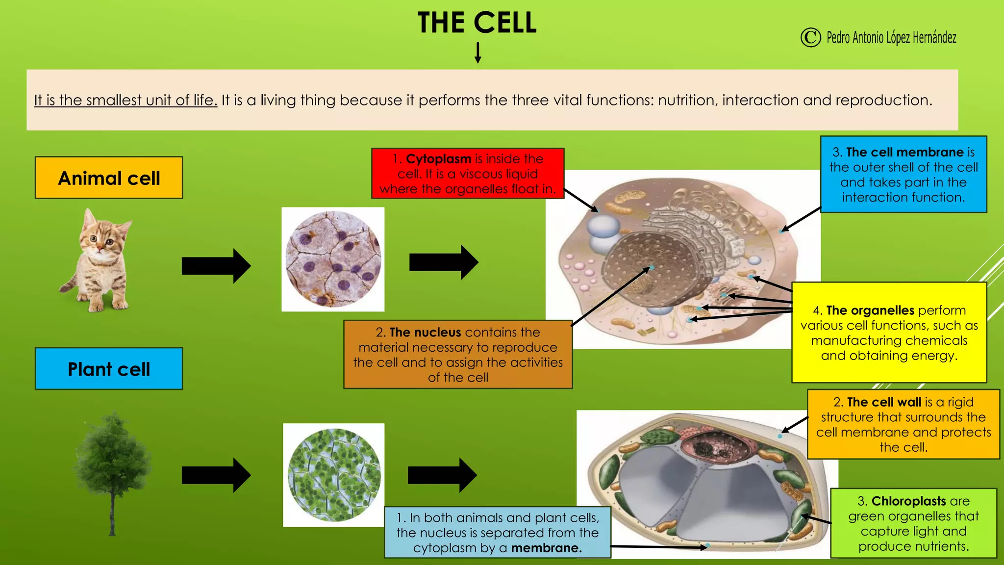 Unit 1.-the-organisation-of-living-things | PPT