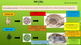 Unit 1.-the-organisation-of-living-things | PPT