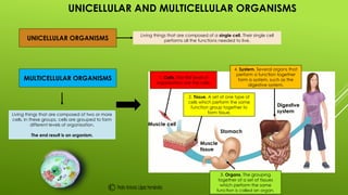 Unit 1.-the-organisation-of-living-things | PPT