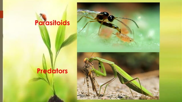 Characterization of Distribution of insects- Indices of Dispersion ...