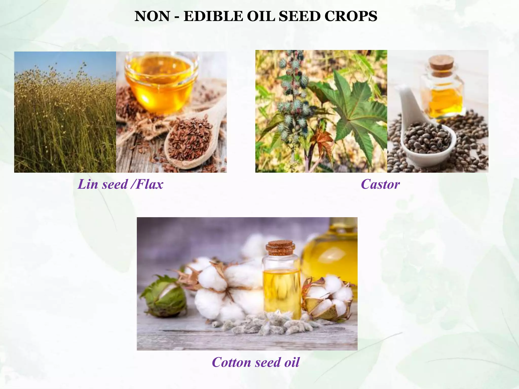 CLASSIFICATION OF FIELD CROPS | PPTX