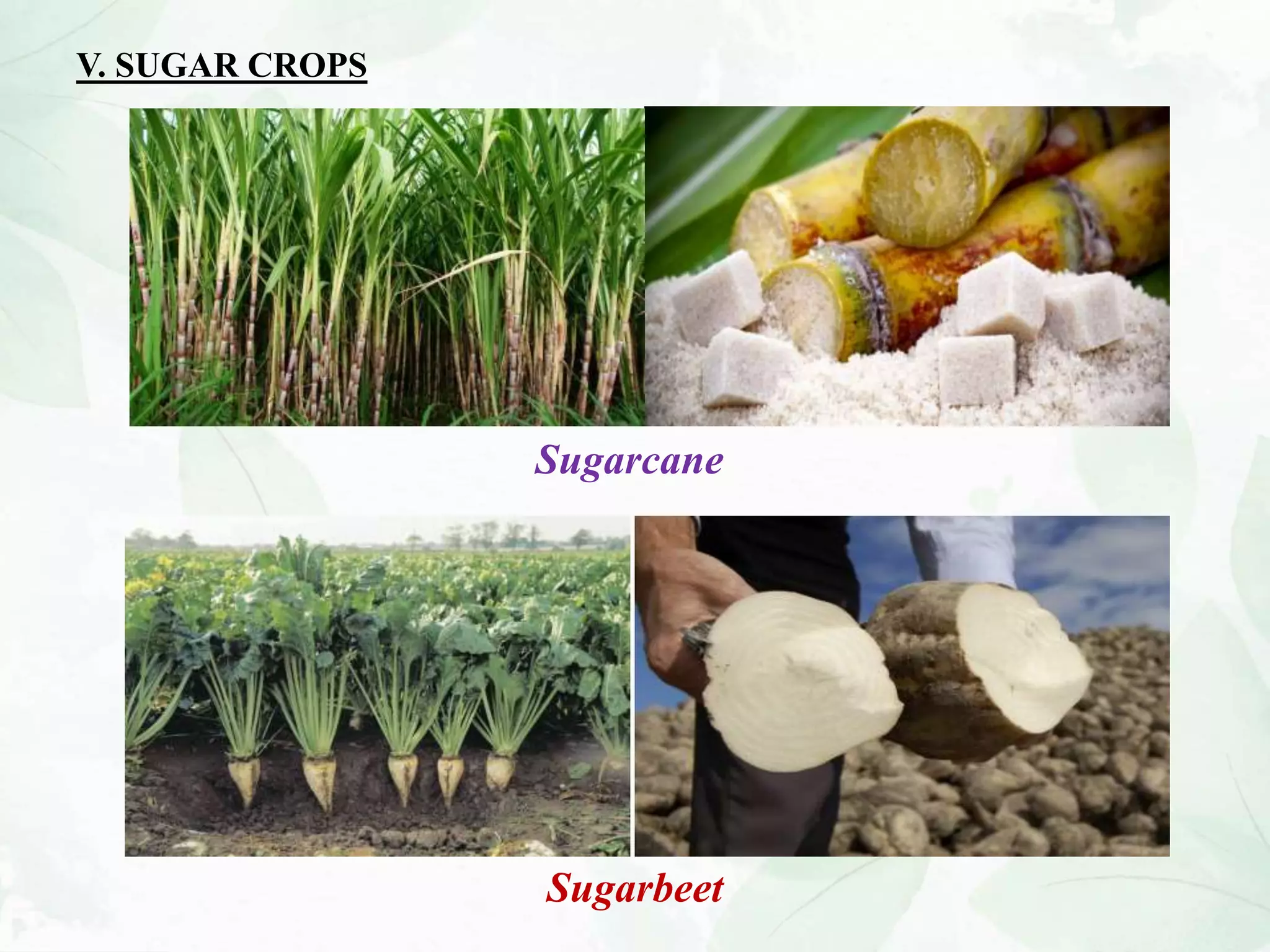 CLASSIFICATION OF FIELD CROPS | PPTX
