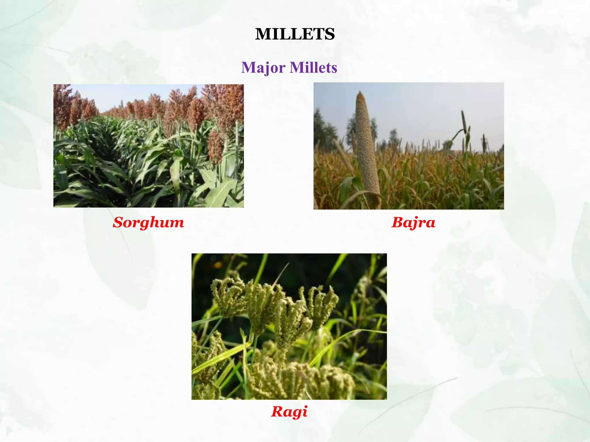 Classification Of Field Crops Ppt