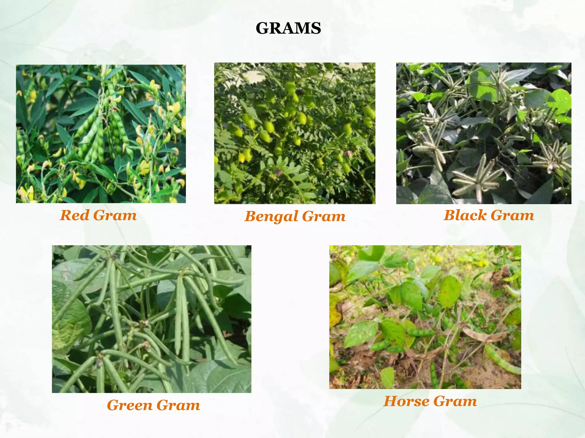 CLASSIFICATION OF FIELD CROPS | PPTX