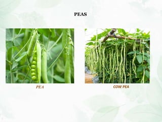 CLASSIFICATION OF FIELD CROPS | PPTX