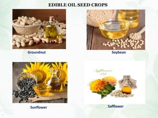 CLASSIFICATION OF FIELD CROPS | PPTX