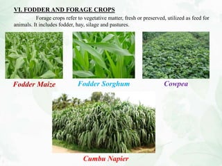 CLASSIFICATION OF FIELD CROPS | PPTX