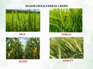 CLASSIFICATION OF FIELD CROPS | PPTX