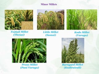 CLASSIFICATION OF FIELD CROPS | PPTX