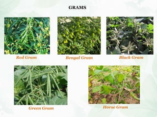 CLASSIFICATION OF FIELD CROPS | PPTX