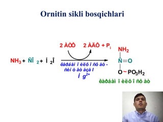 Siydikchil (mochevina) biosintezi, ammiakni zararsizlantirish yo'llari ...
